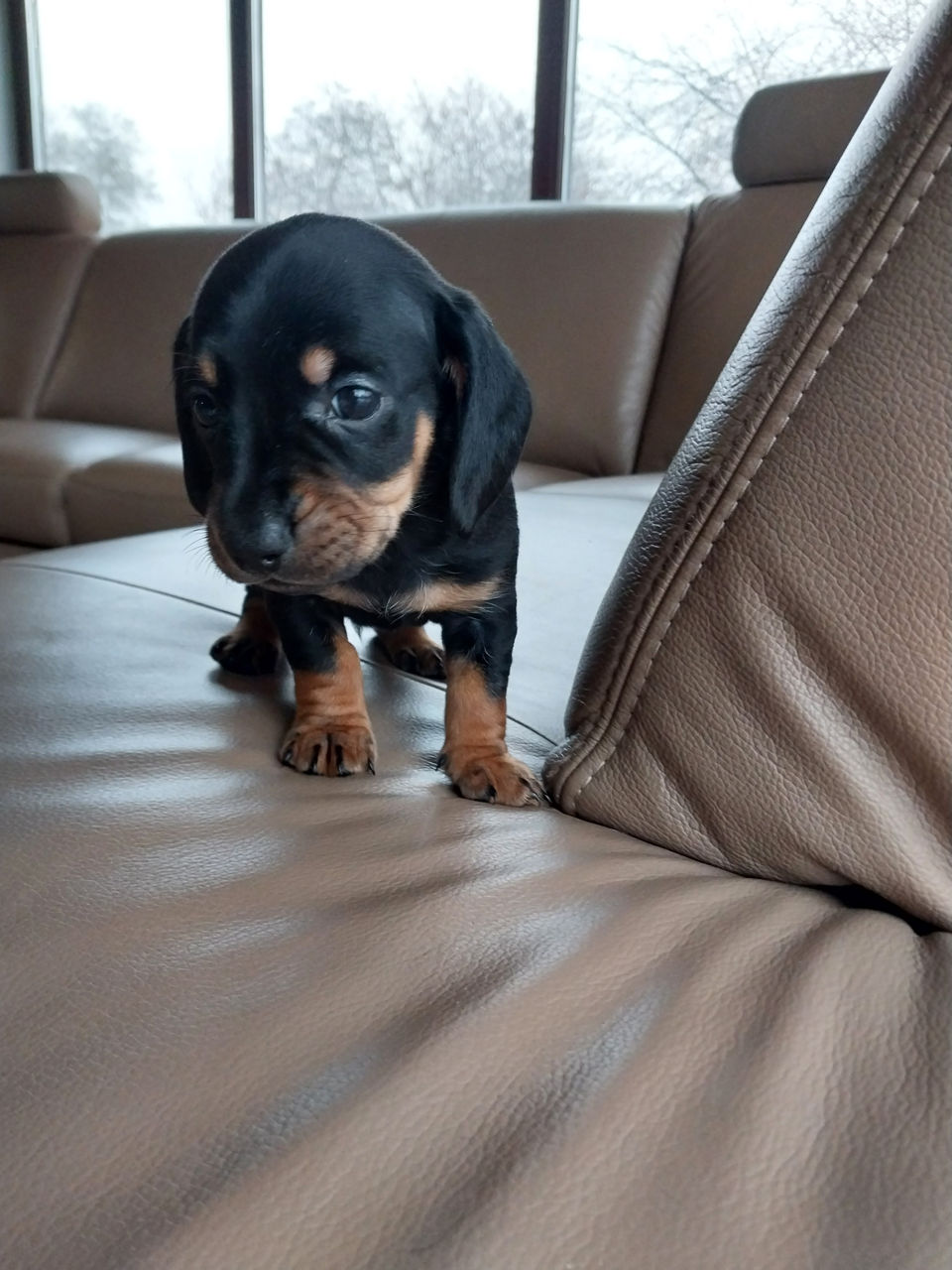 Se vînd cățeluși de Taxa