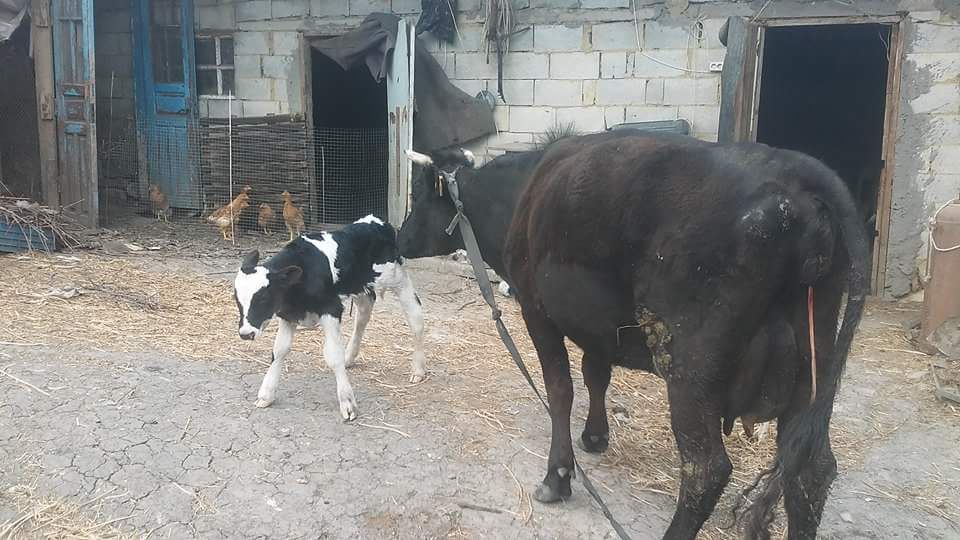 Se vinde vaca cu vitel