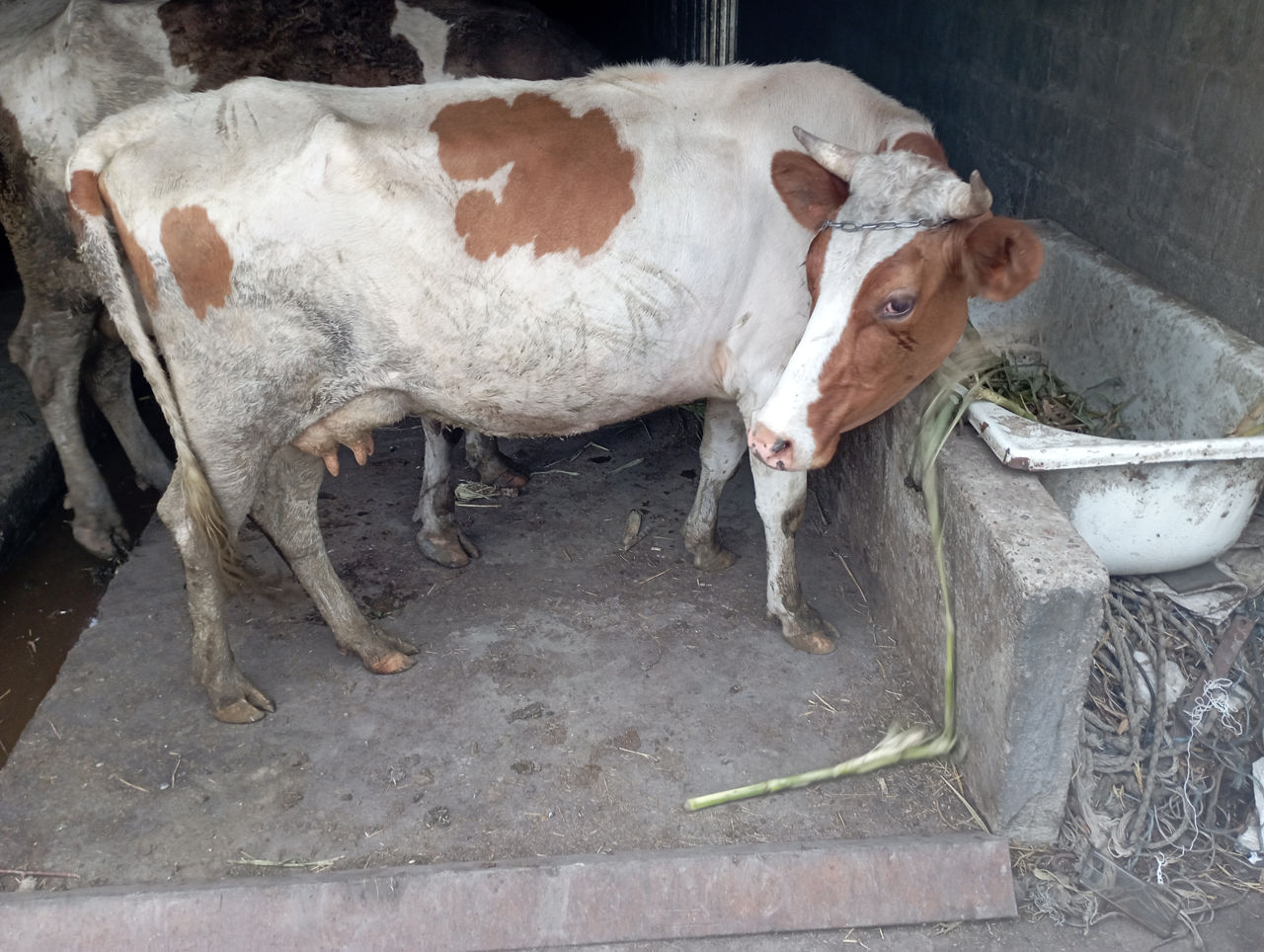 Vindi 2 vaci de fata tinere una de rasa jersei