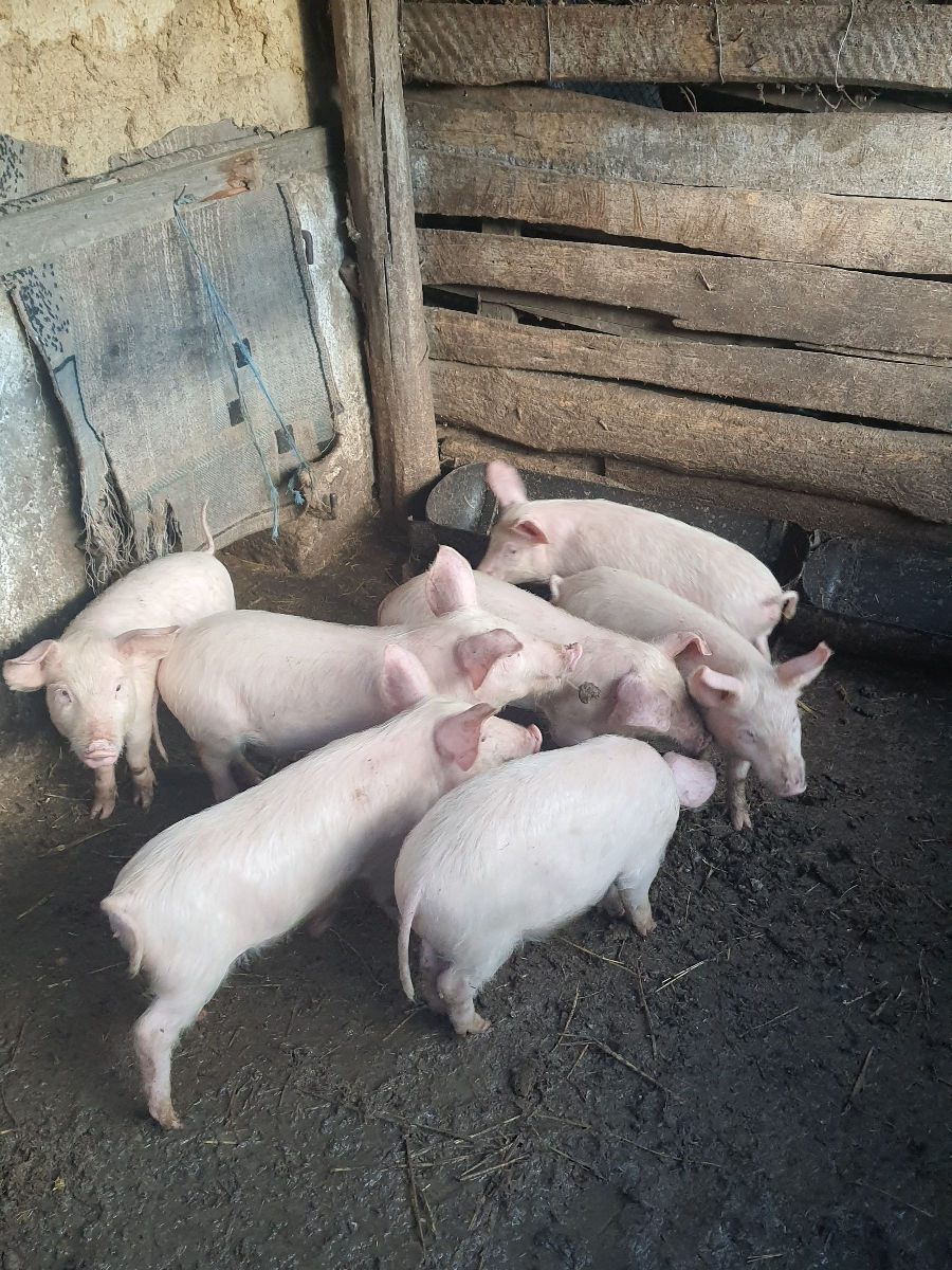 Purcei pentru creștere