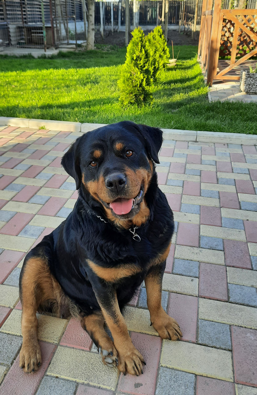 Rottweiler