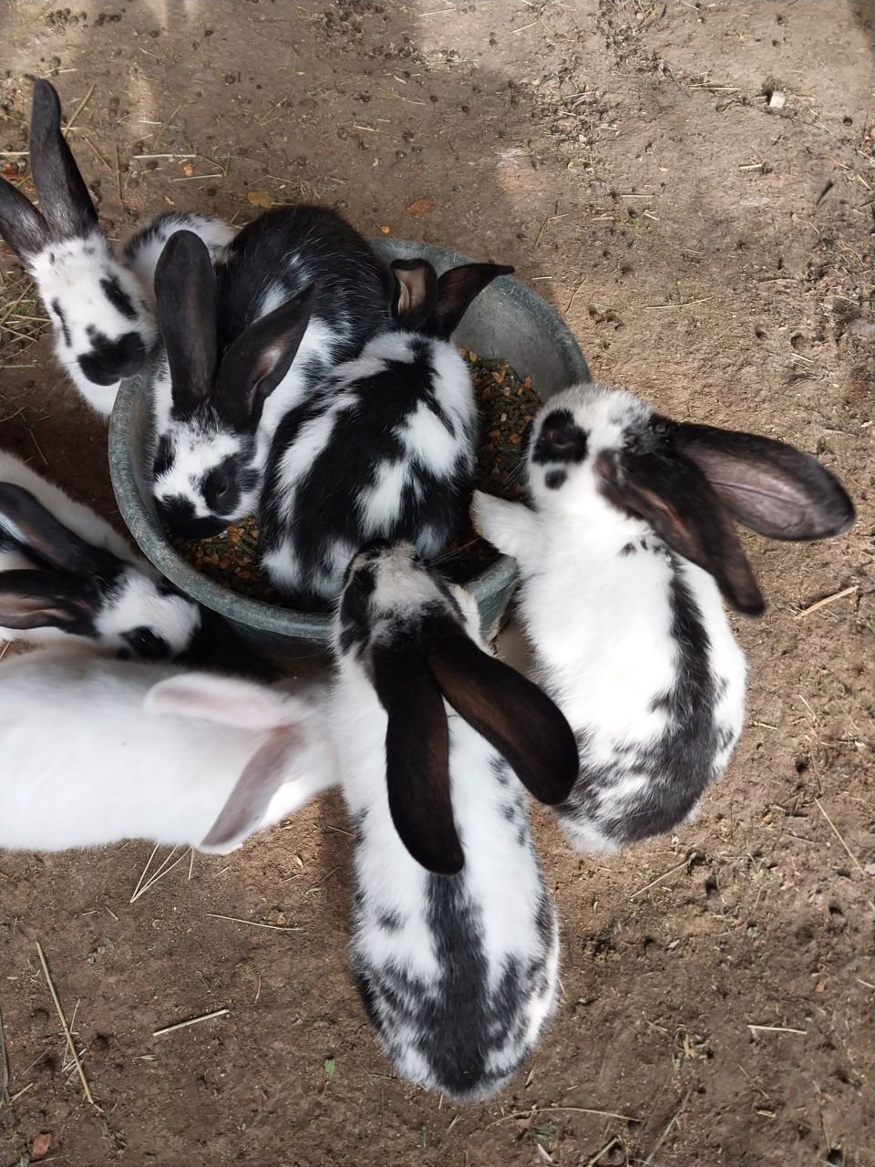 Iepuri de 2 luni jumate