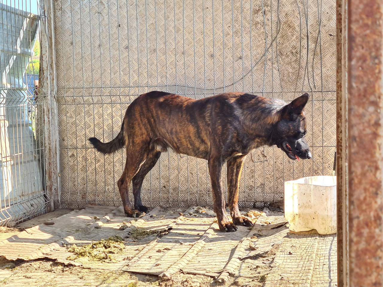 Cine lup belgian, rasă pură, Paște oi, vîrsta 5ani