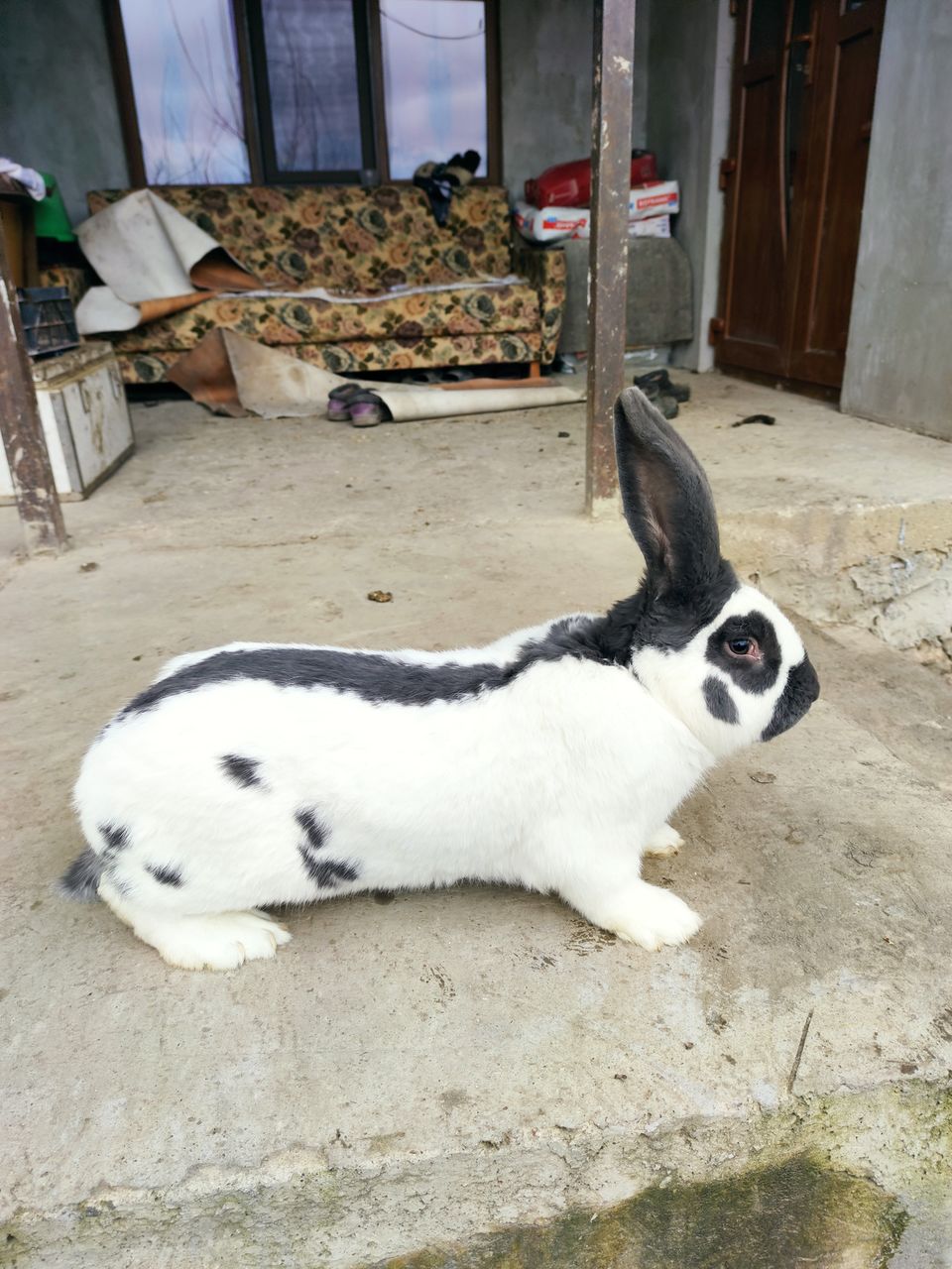 Epuroii fluture german