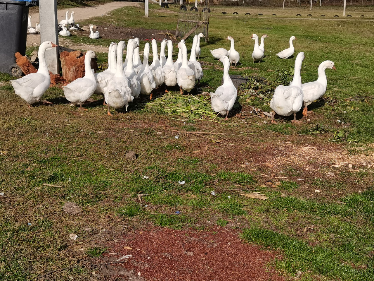 Giste crete de vinzare singure scot .stau closte