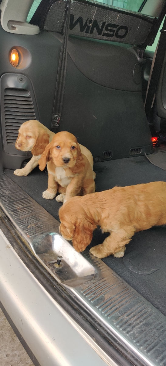 Cochier spaniol rusesc