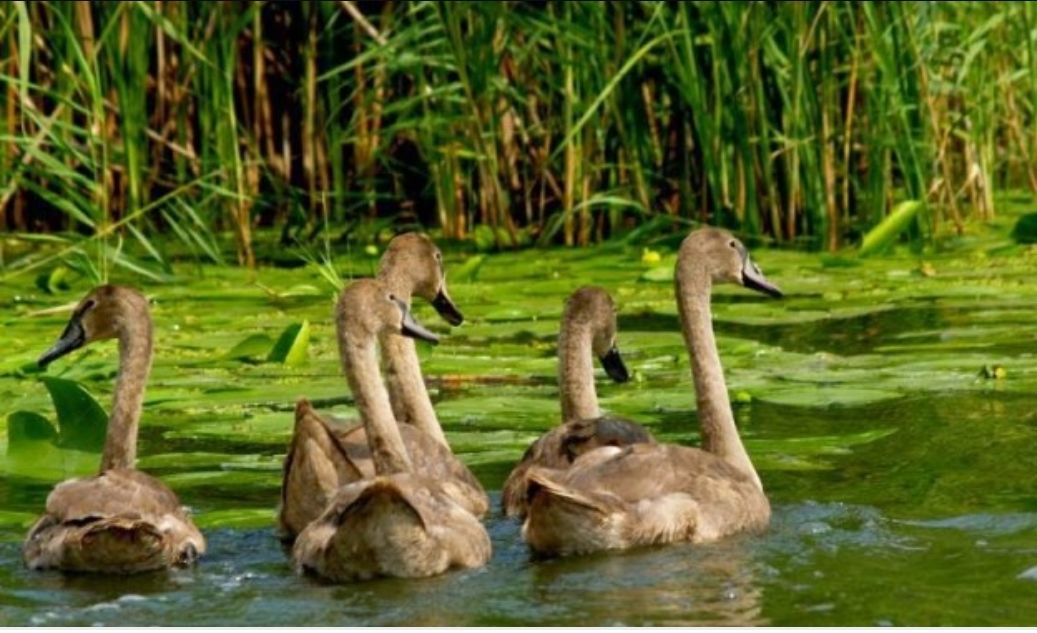 Cumpar boboci de lebada sau lebada matura