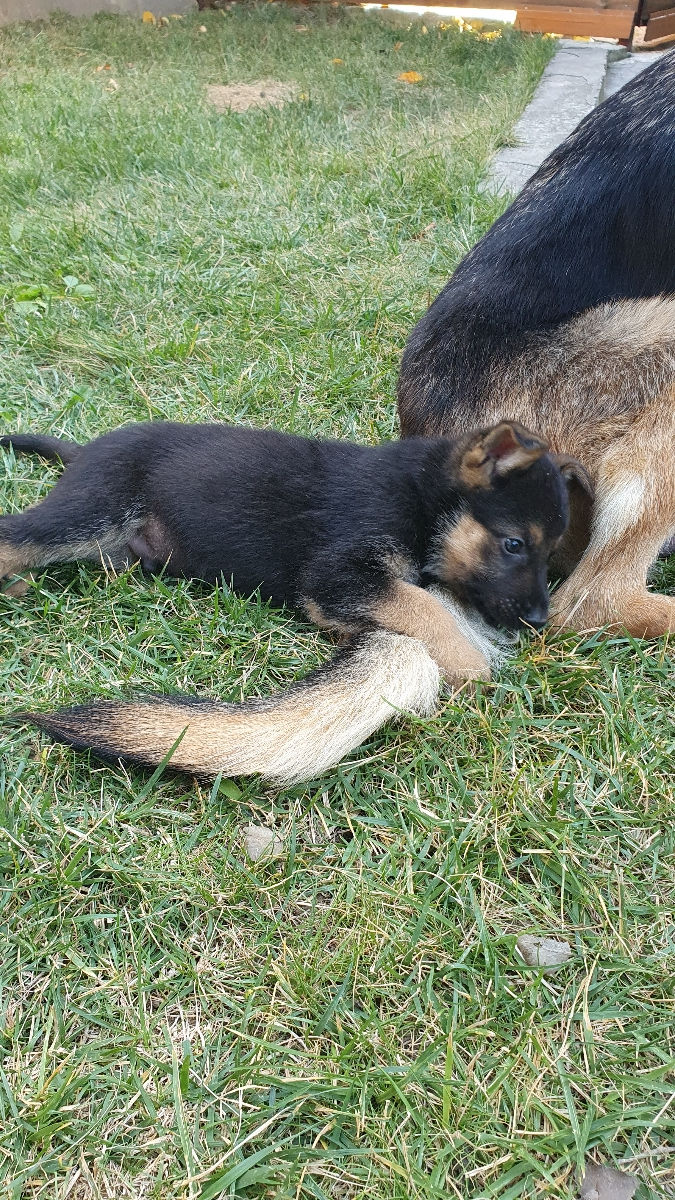 Vind căței de rasa curata ciobanesc german