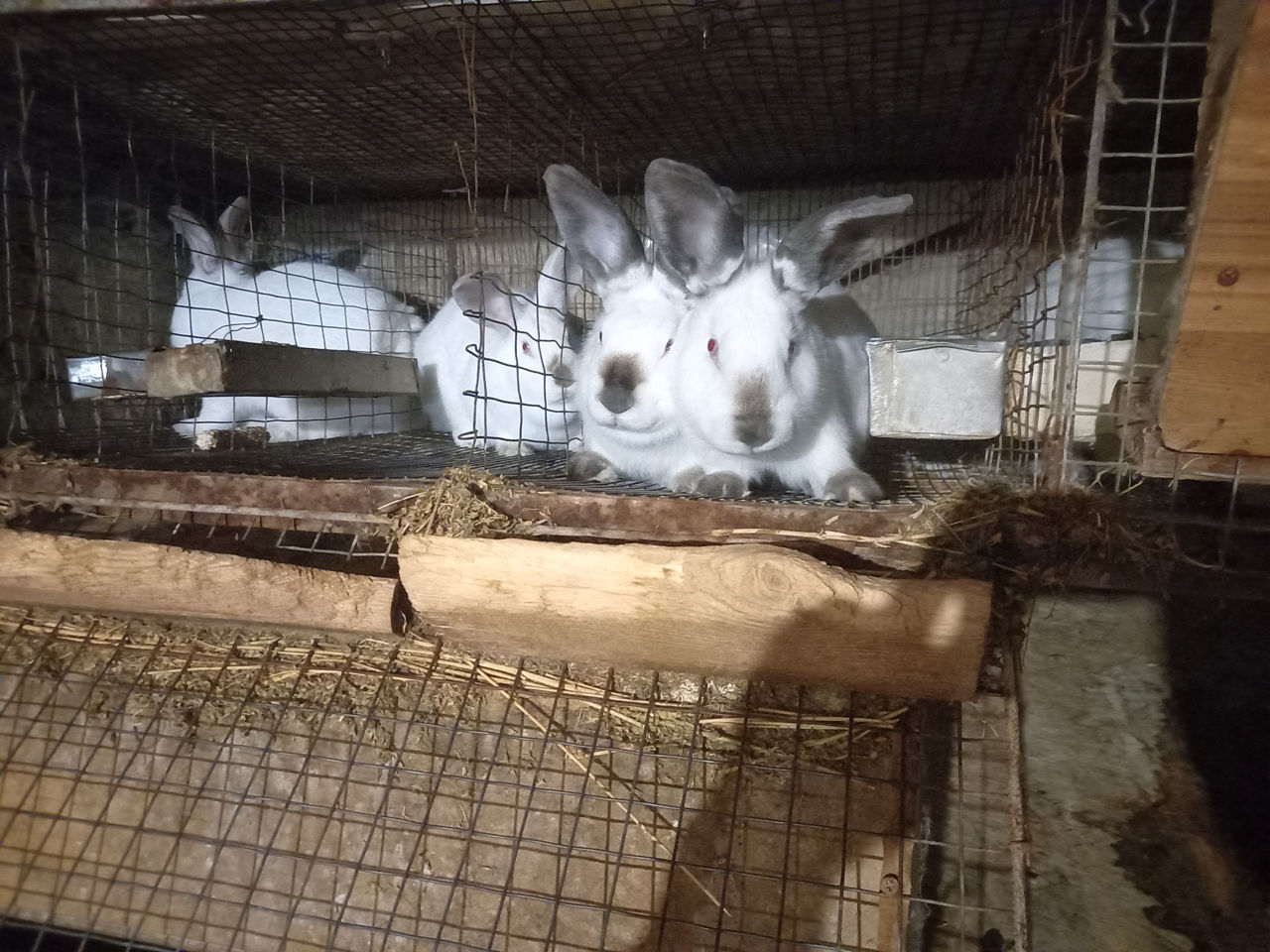 Vind iepuri rasă panon si california