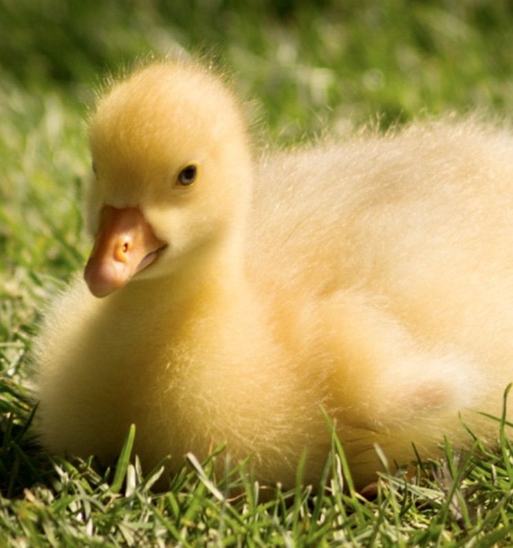 Boboci de gisca, 45 lei de4 zile