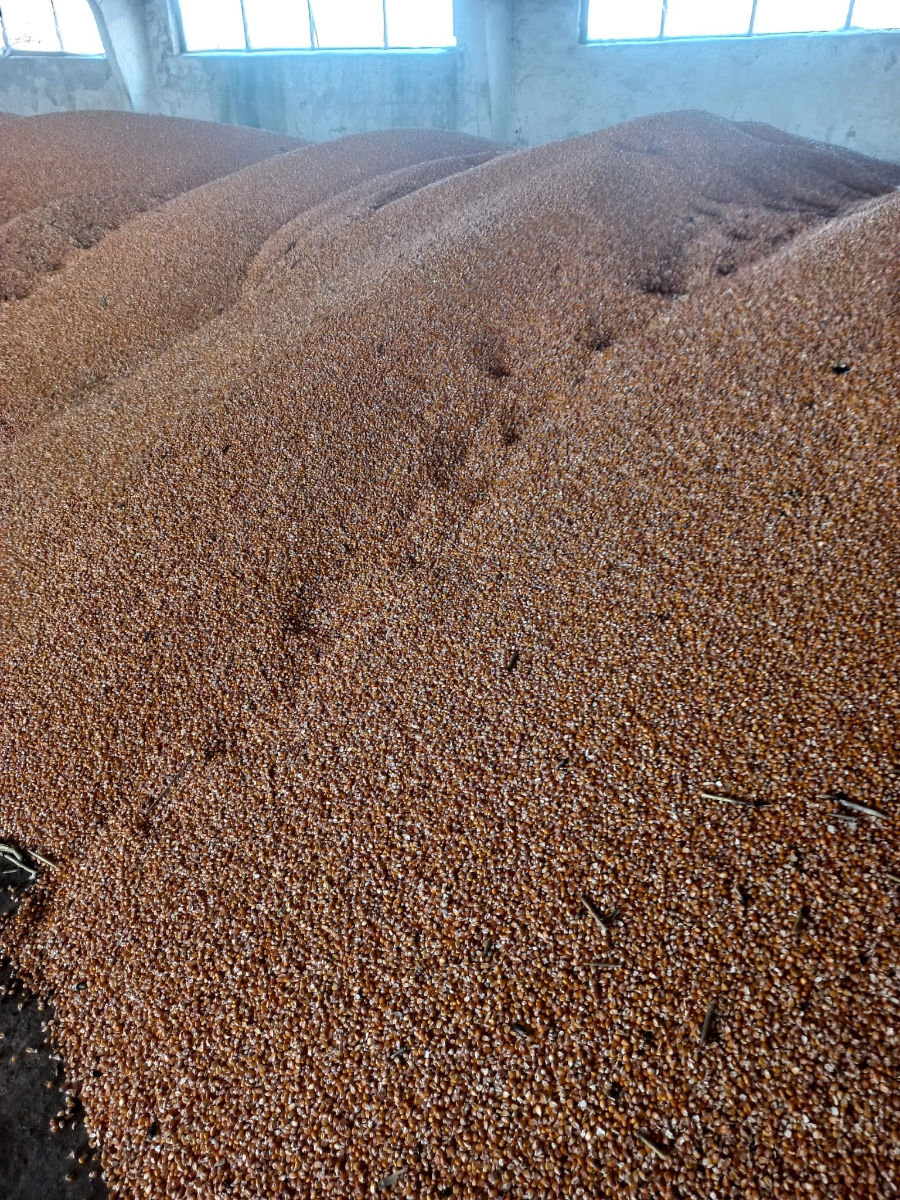 Vindem grîu si porumb 3lei 50bani. Preț negociabil