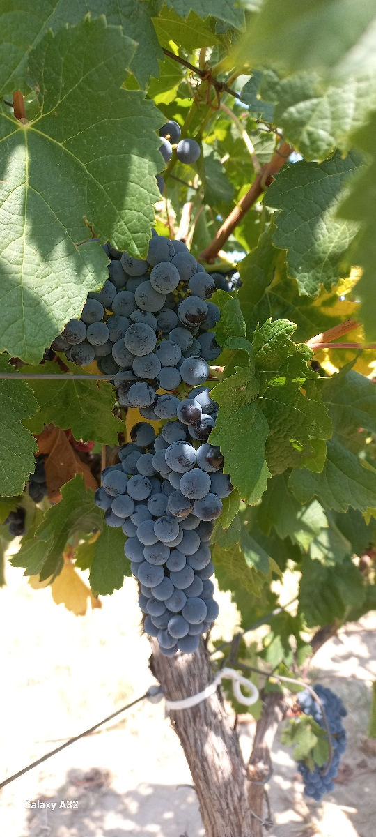 Poama la vin Racasteli