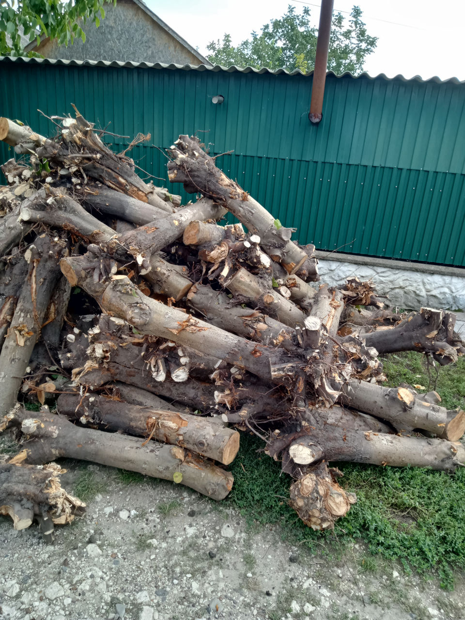 Cumpar lemn de mar Tulpina