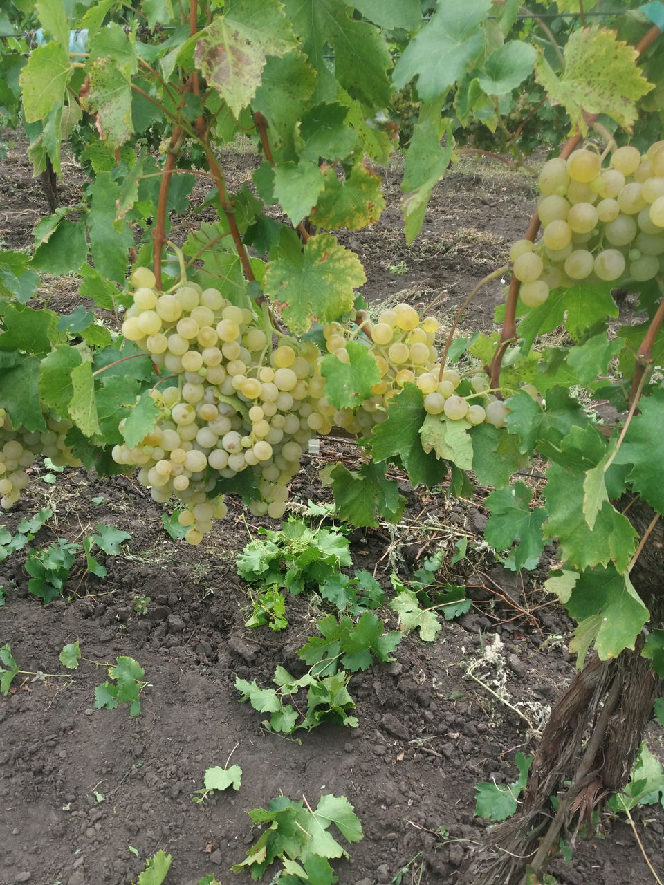 Se vinde poama alba suruceni, poama moldova