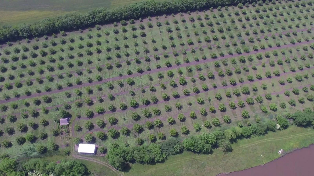 Vind 9ha de livada de nuc +10ha de iaz