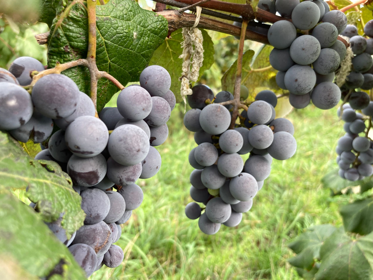 Vind Poama Lidia , izabela