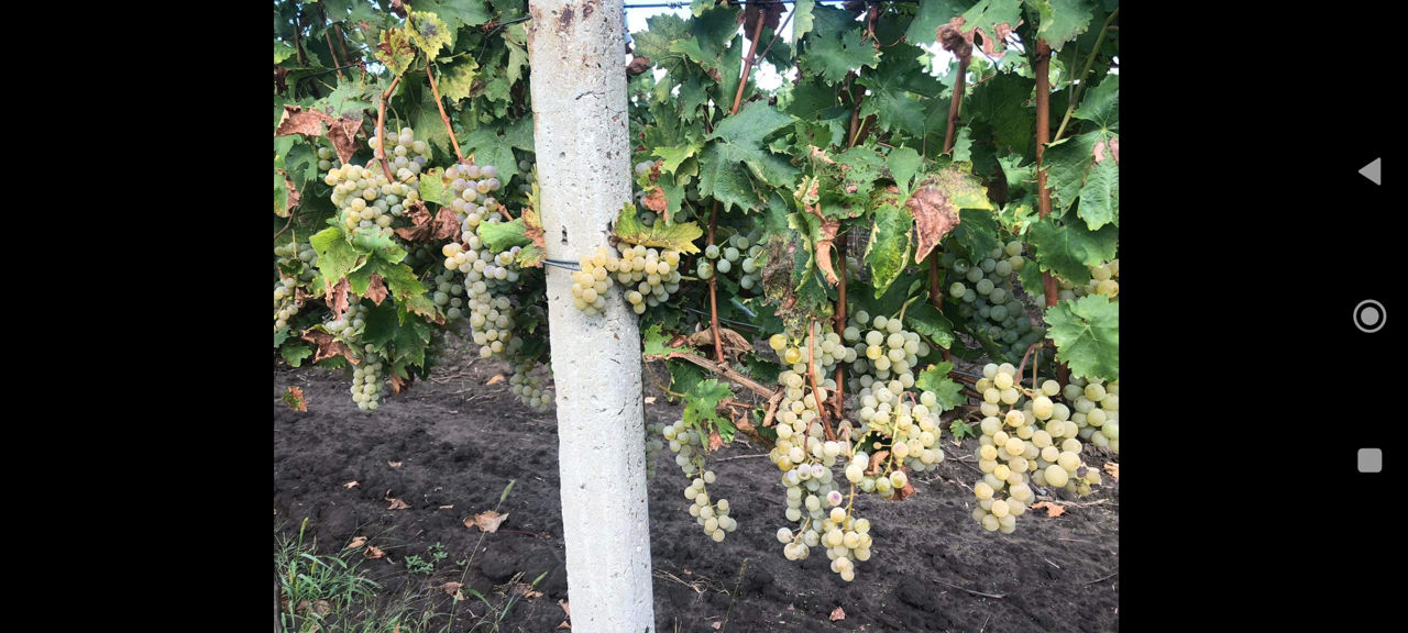 Viorica poama pentru vin