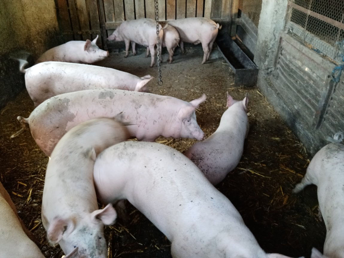 Vând vieri și porci de casa URGENT 061030830