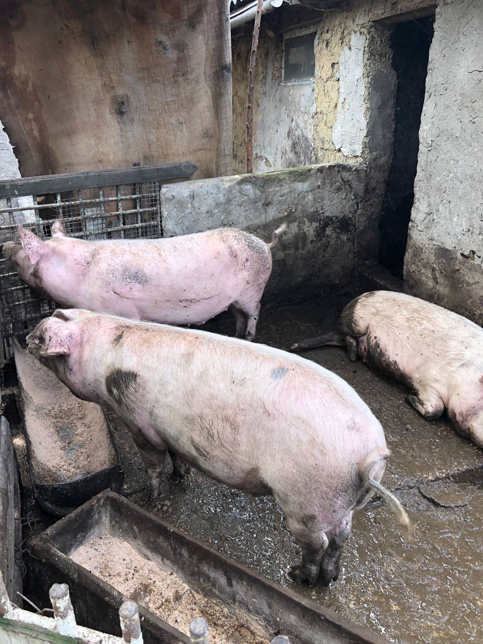 Vînd porci de casă