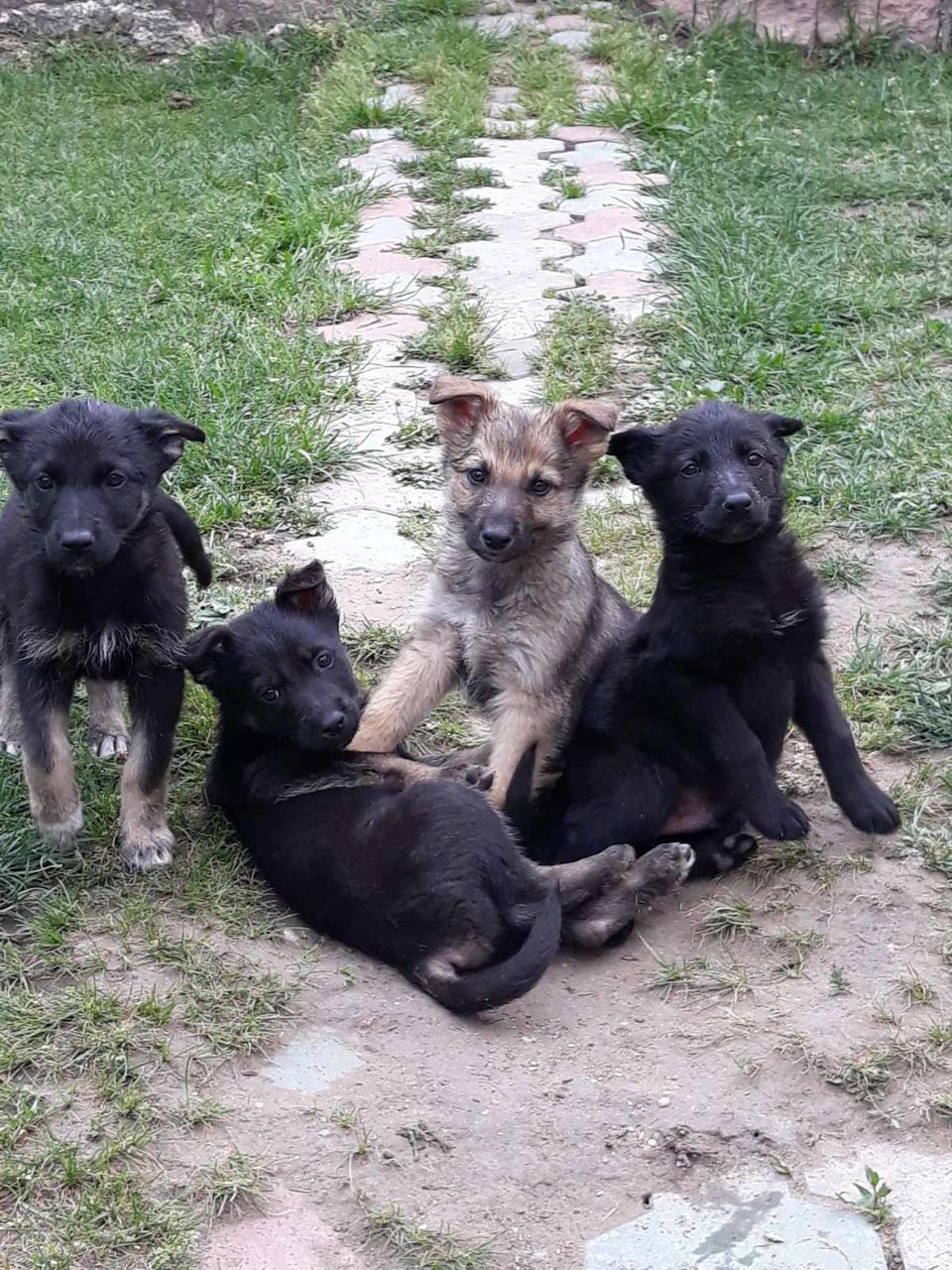 Ciobănesc german