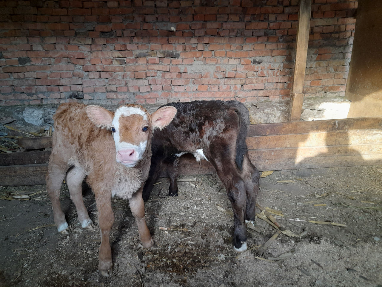 Vind viței de 3 zile