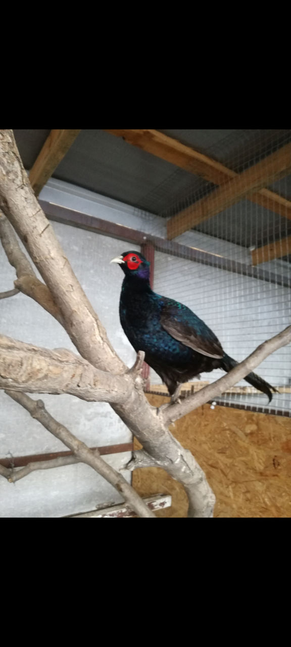 Fazani tenebroși 2022