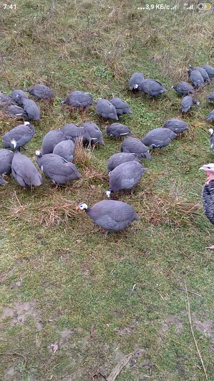 Bibilici. Цесарки. Pichiri.