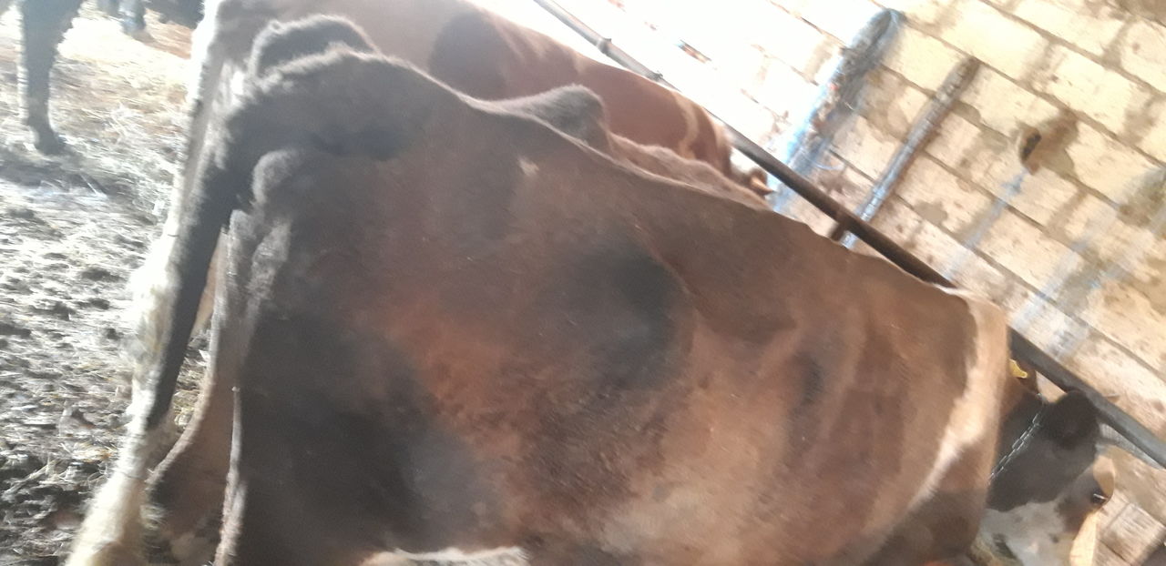 Vind vacuta buna de lapte