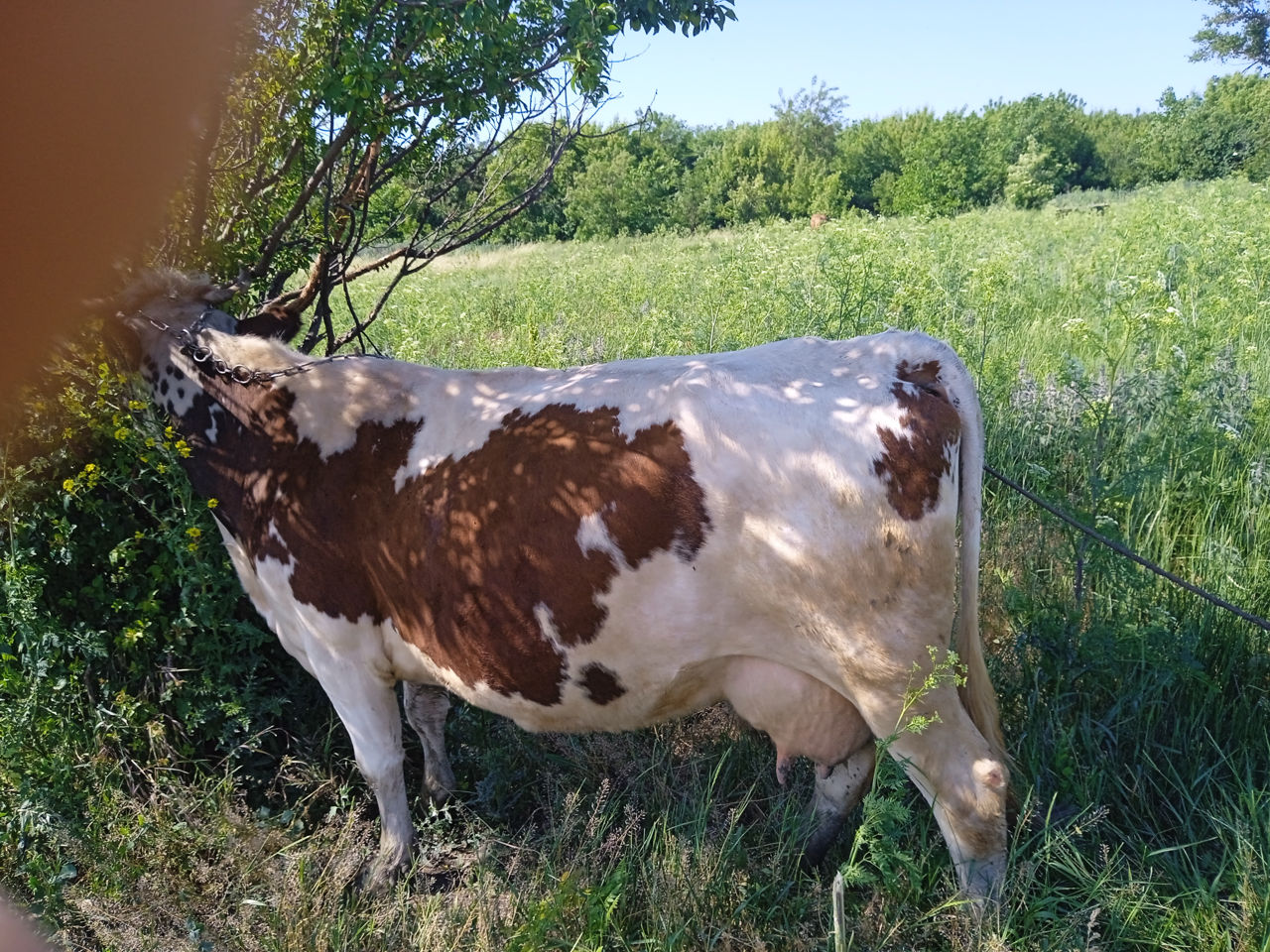 Vindem 2 vaci bune de lapte,una de a fața, cealaltă fătată