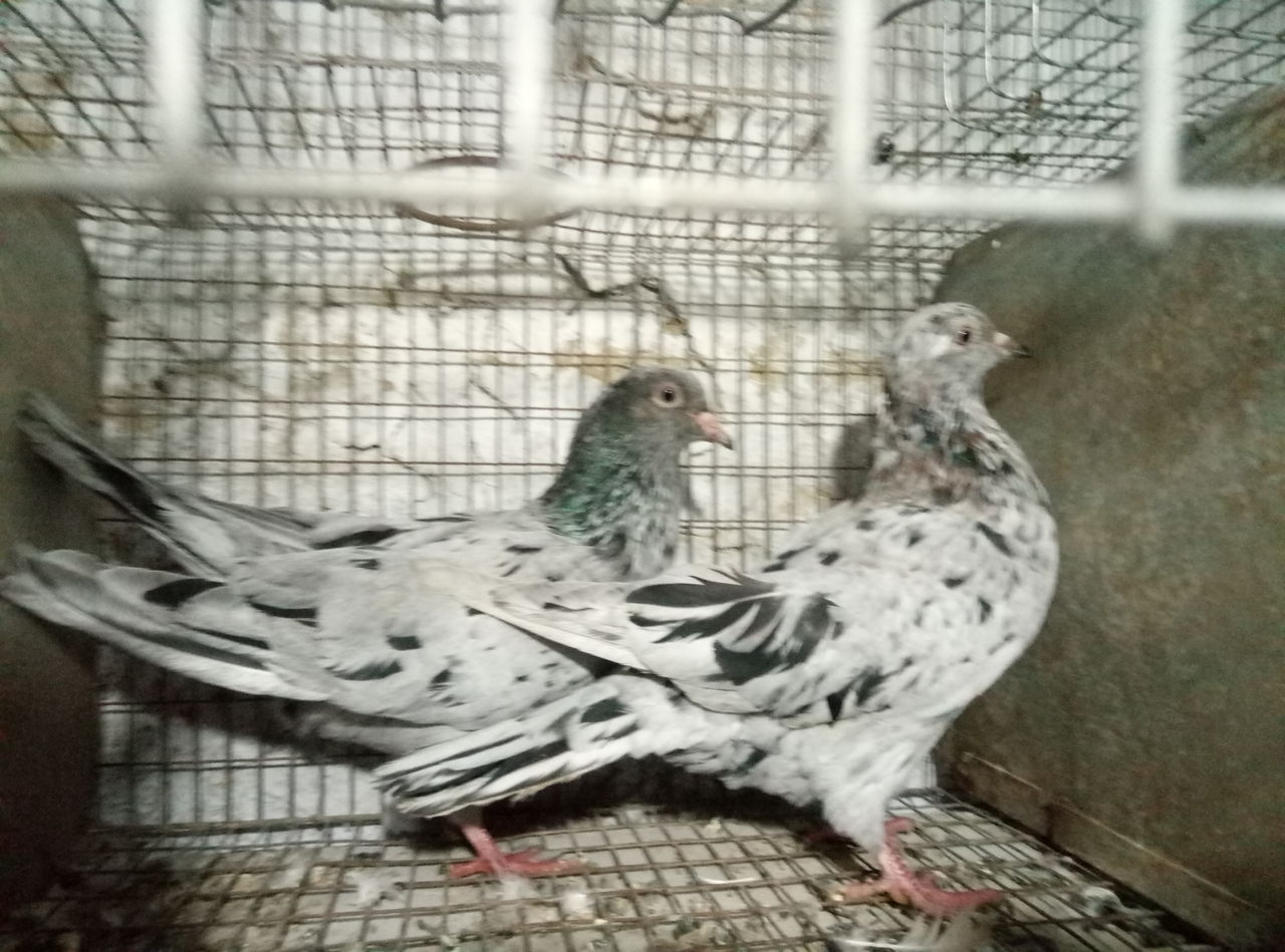 Бакинцы продам турки