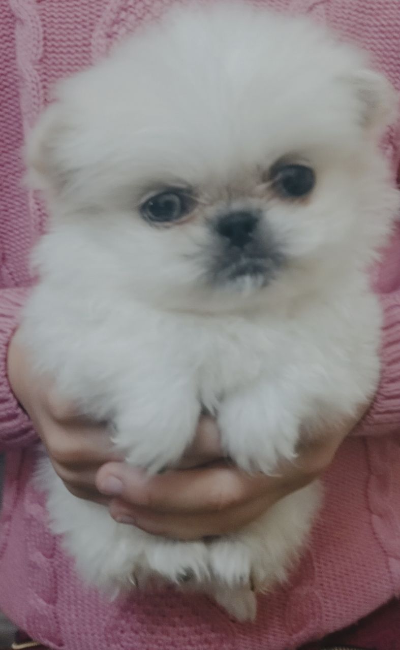 Pikinez Imperial(Băiat).