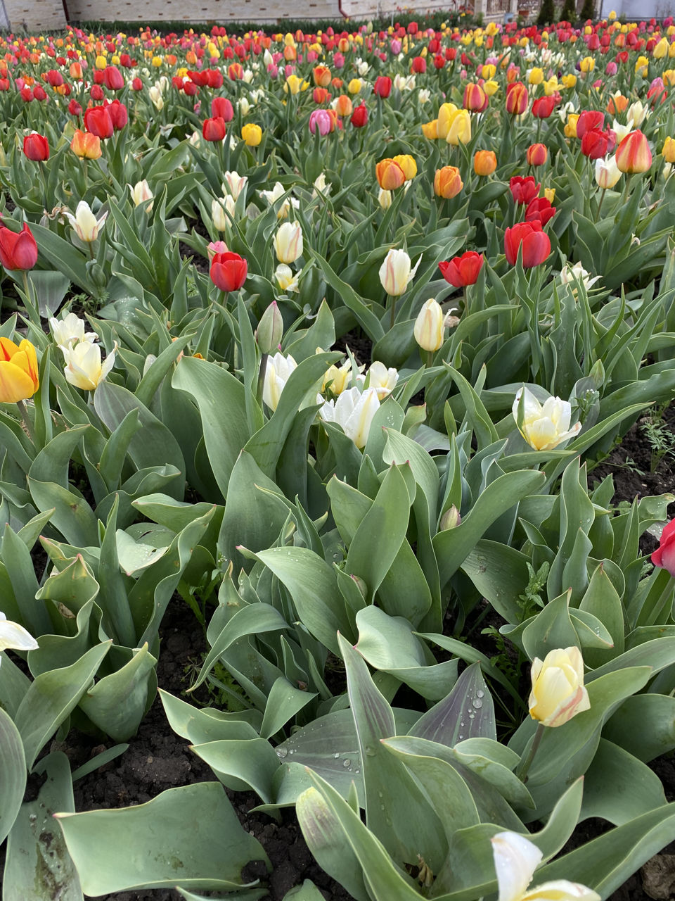 Lalele Bulbi, Zambila bulbi