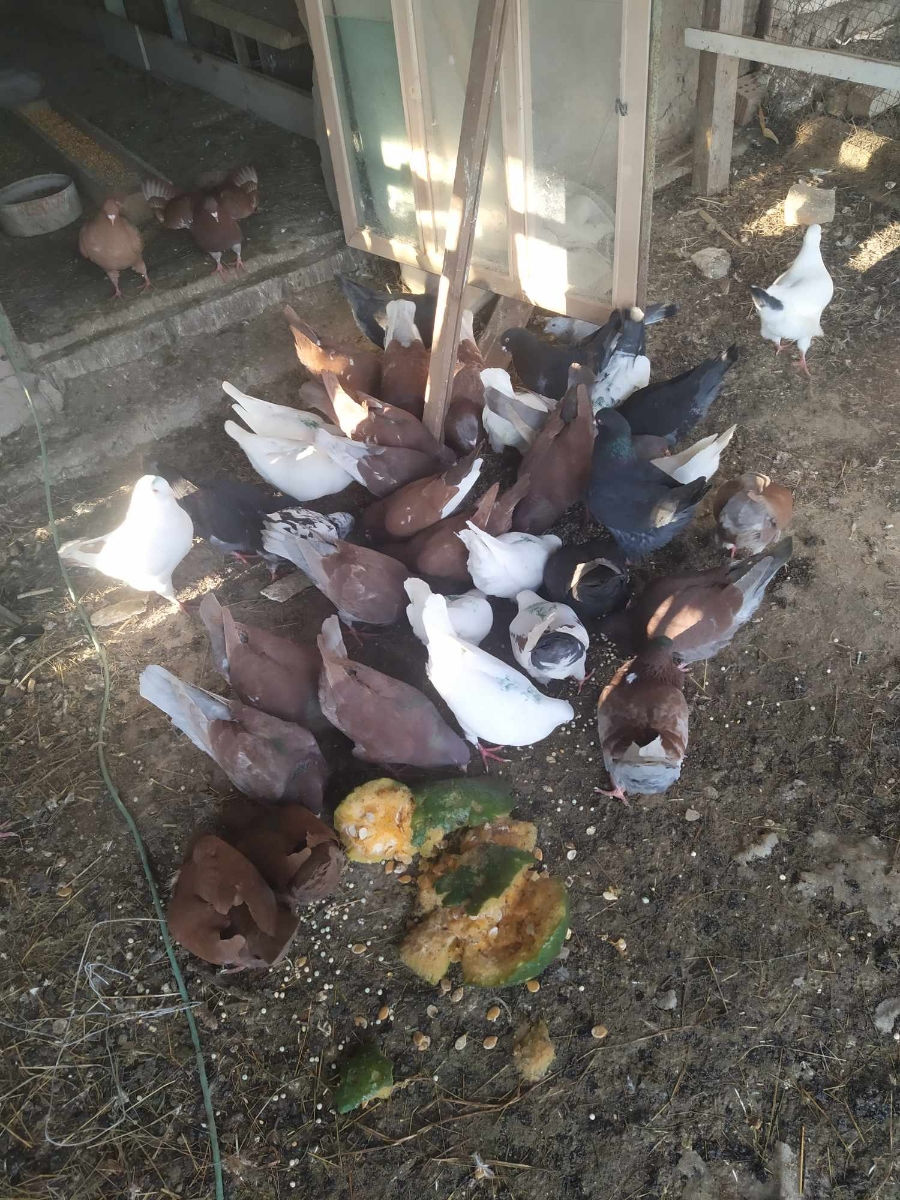 Vînd porumbei Rimschie king