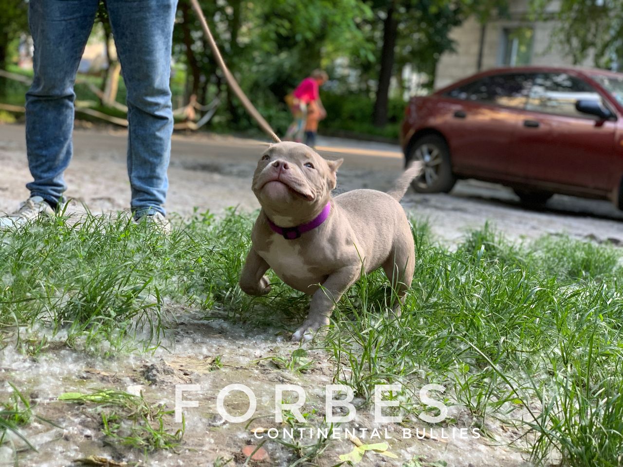 American Bully ABKC