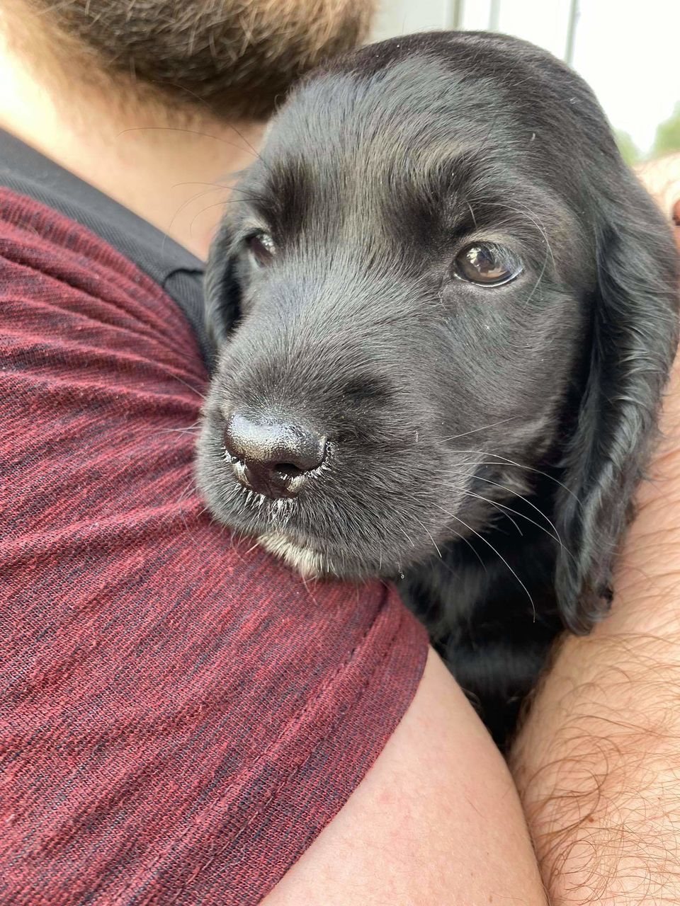 Băiețel Cocker Spaniel Englez Negru