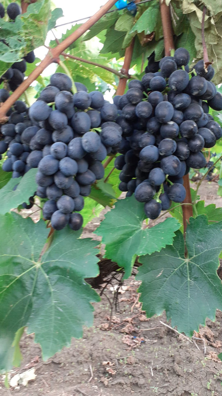 Poama Moldova la export.