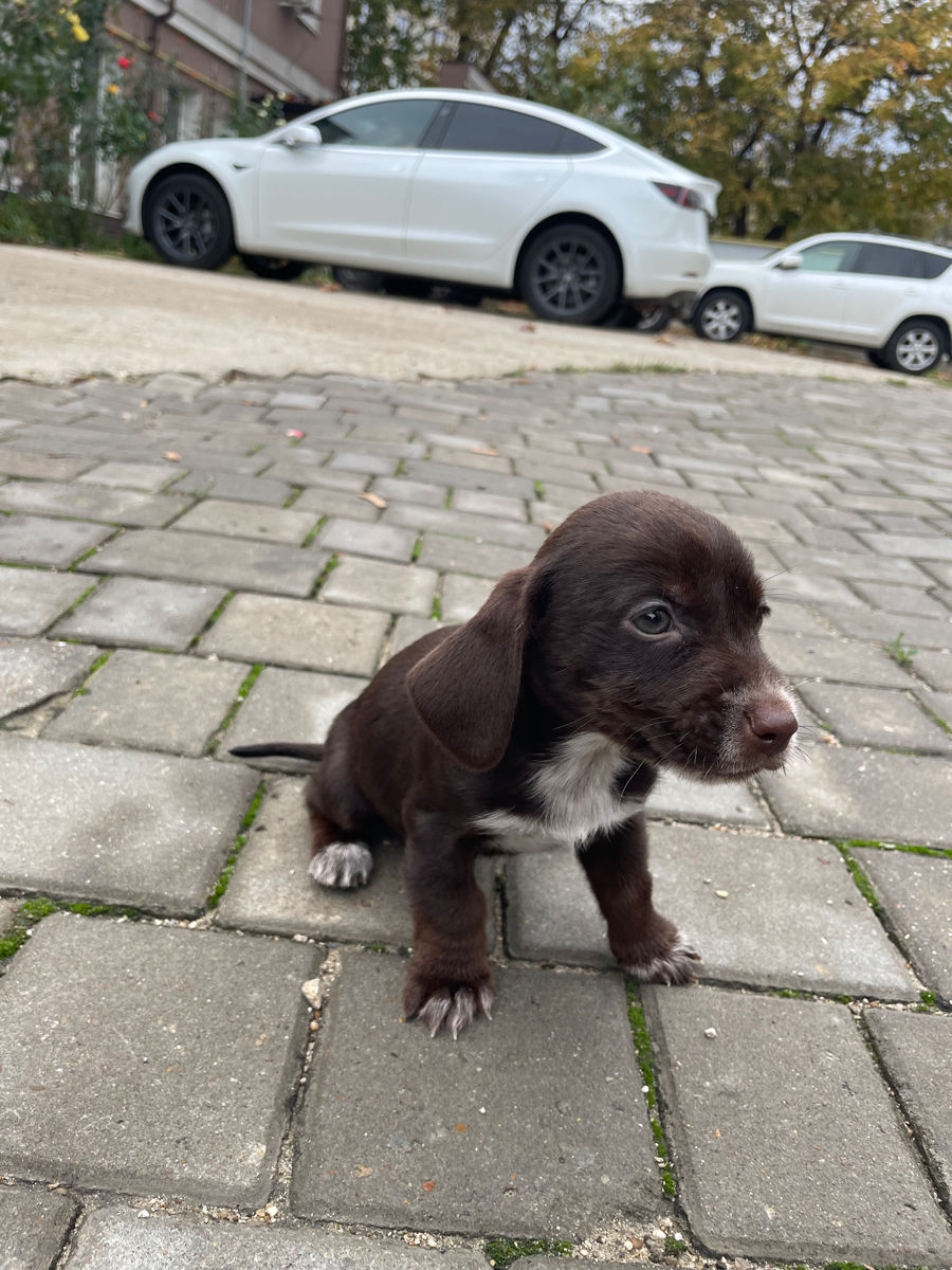 Cocker Spaniel/Jack russel terrier
