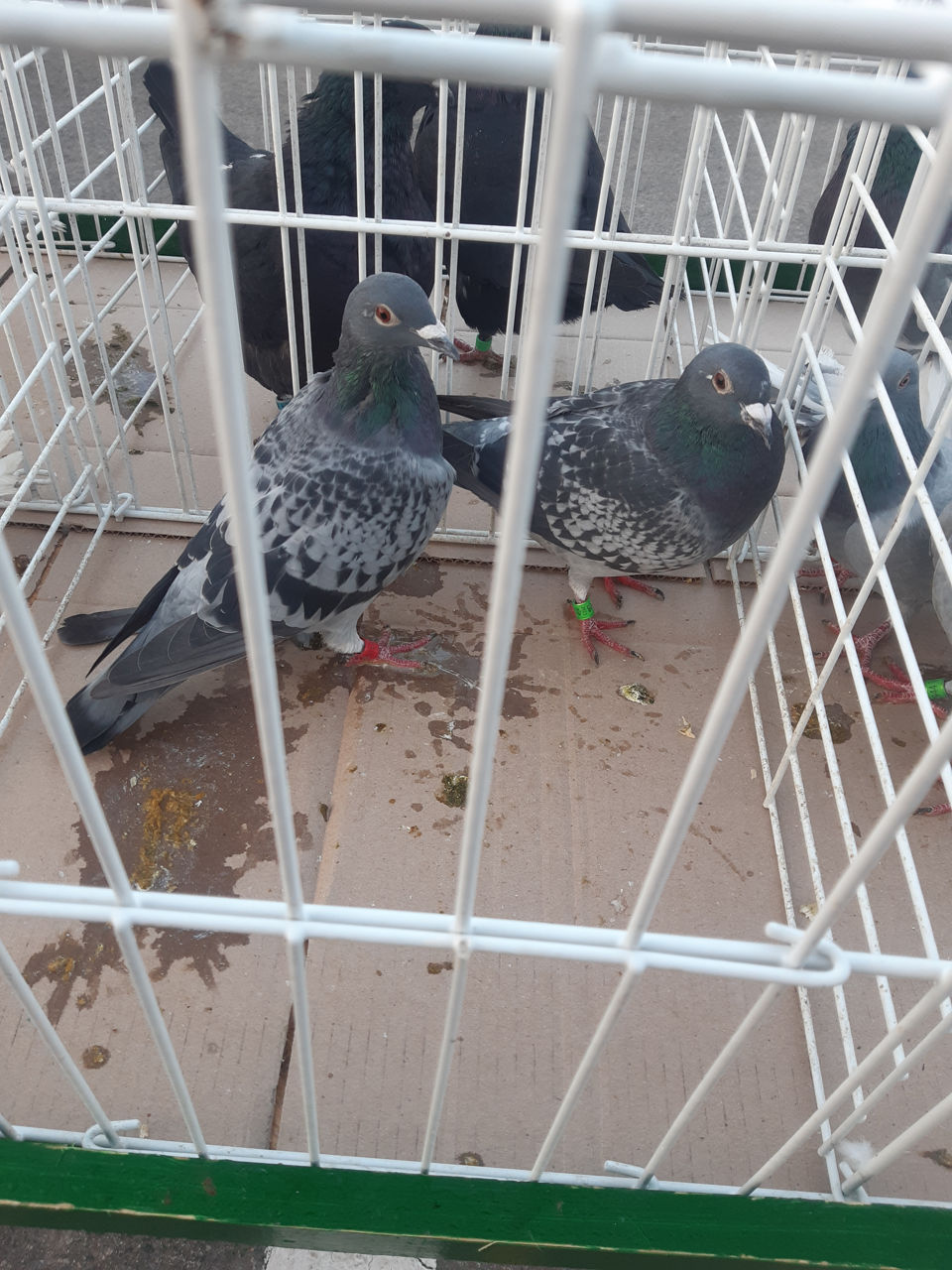 Porumbei guşati ,ching si postari ro