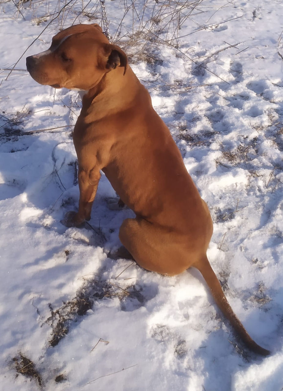Pitbul