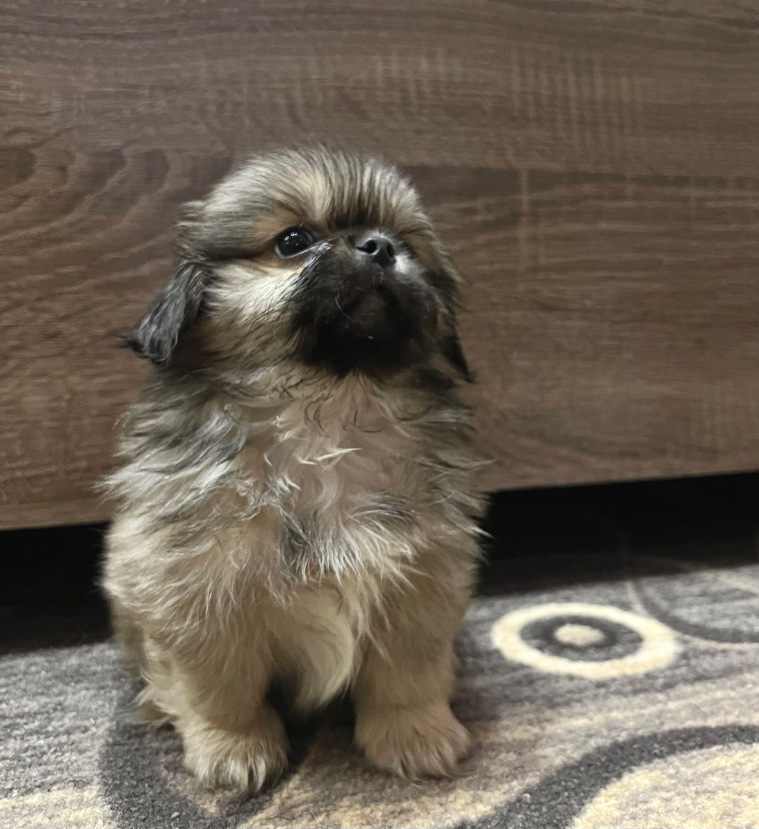 Cățeluși de rasă pechinez!