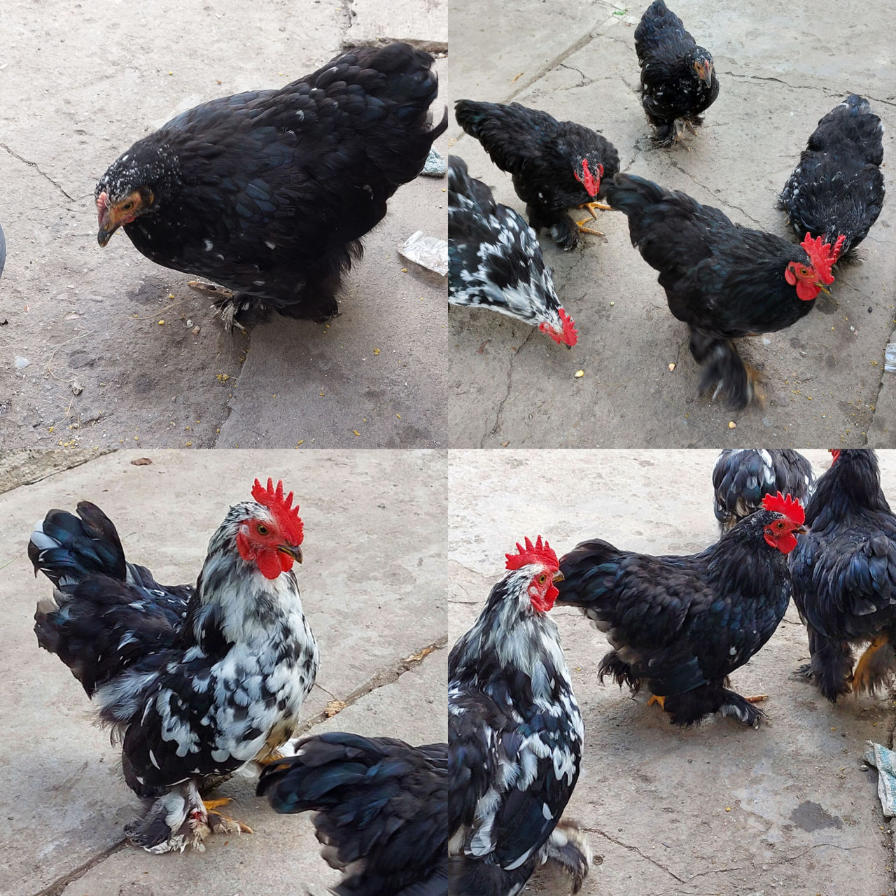 Vindem Cochini Pitici