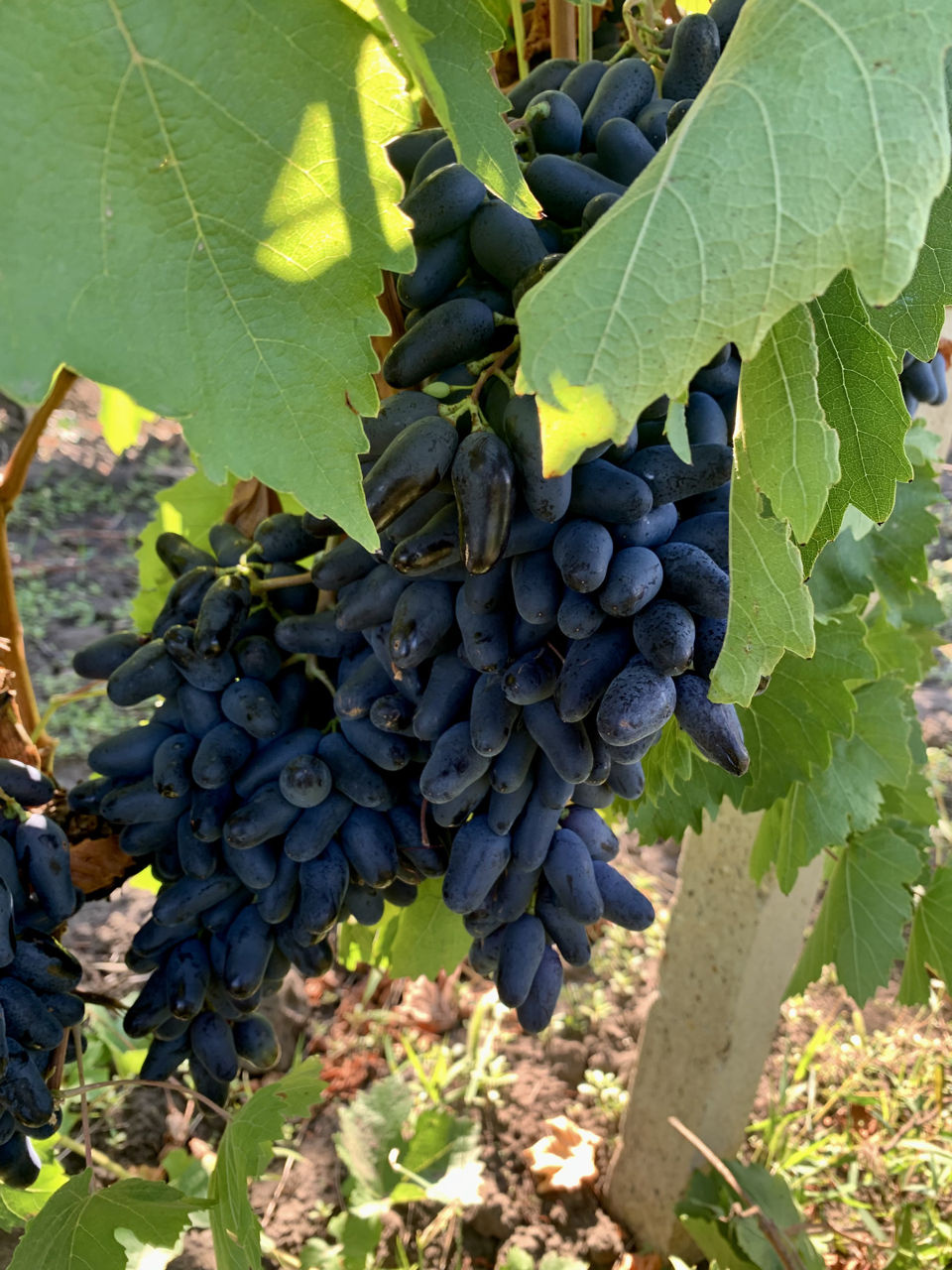 Struguri Odeskii Suvenir