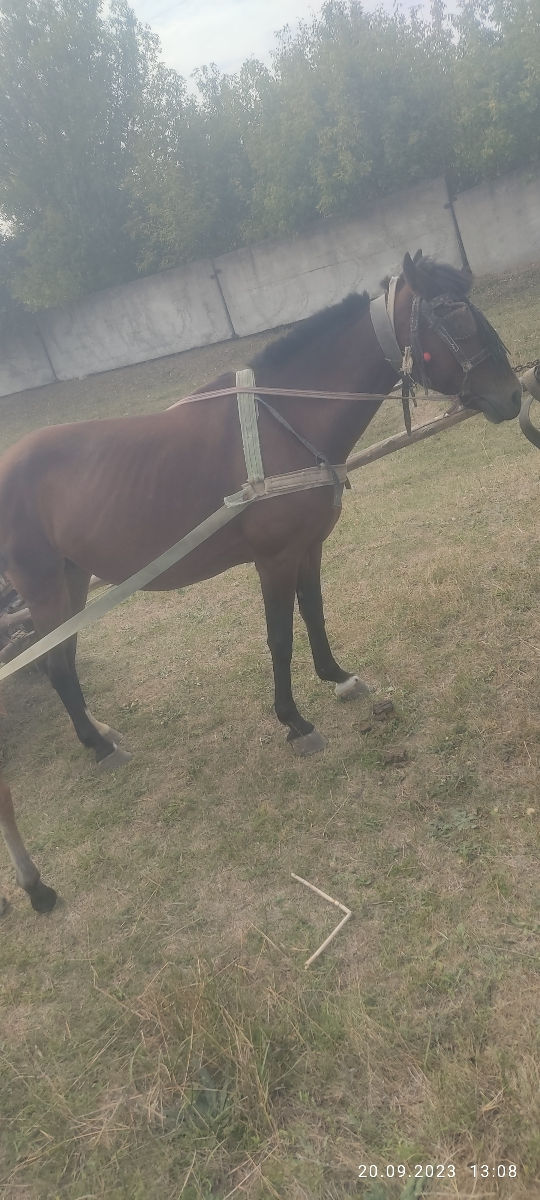 Se vinde cal foarte frumos si bun