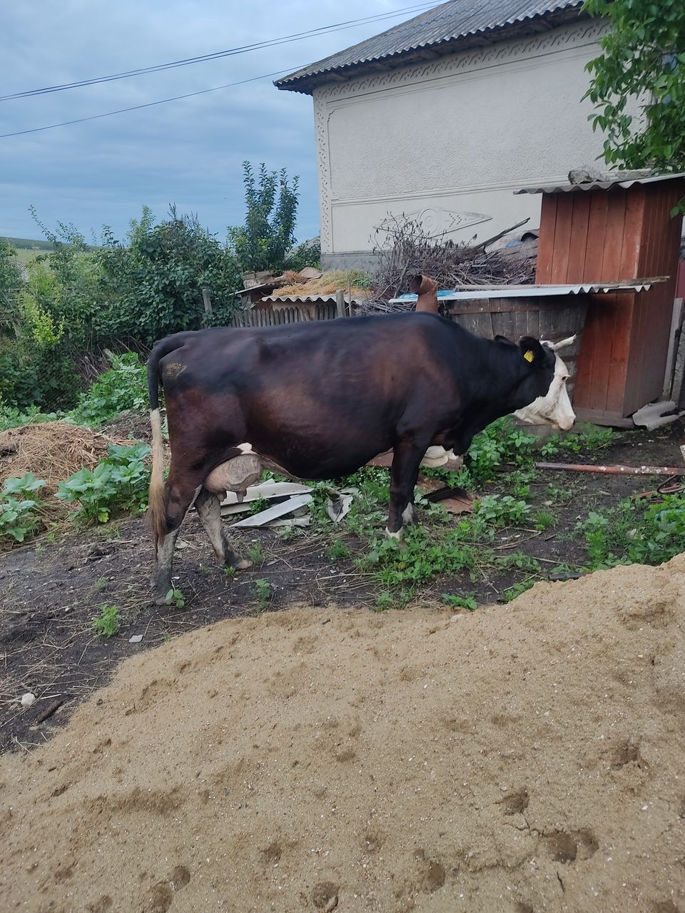 Vînd vacă de afăta