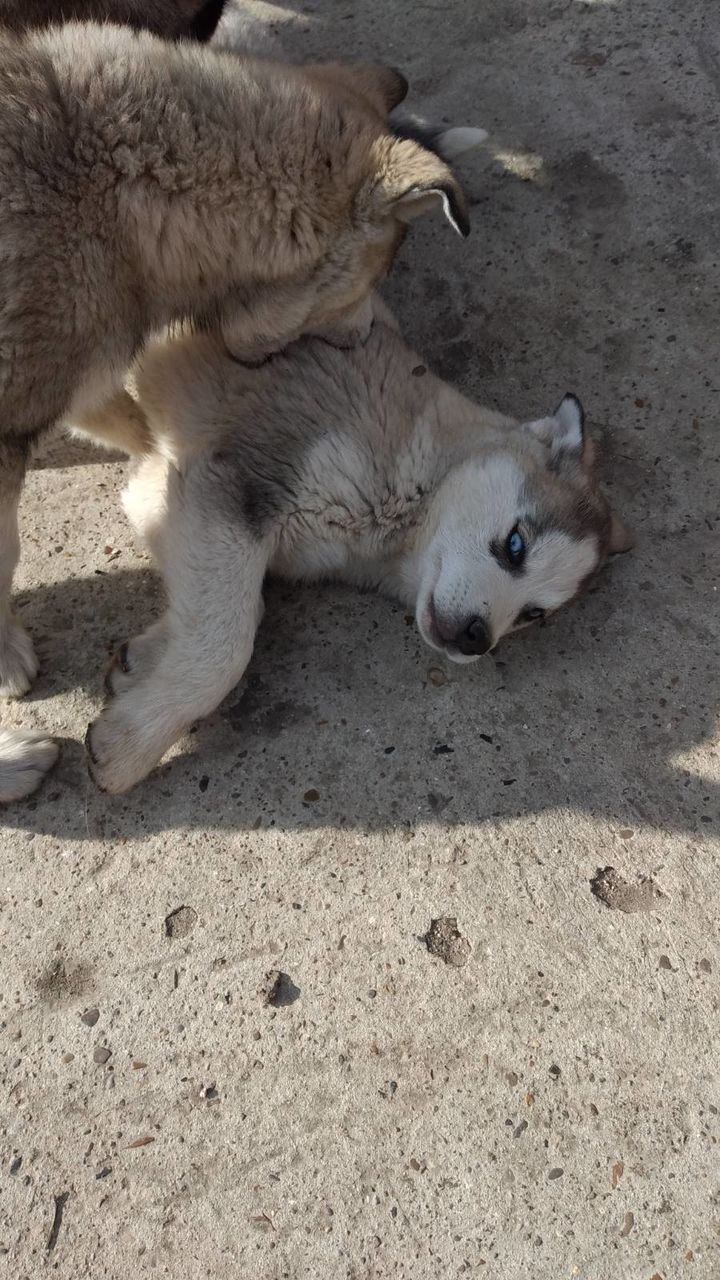 Catelusi haschi ( husky )