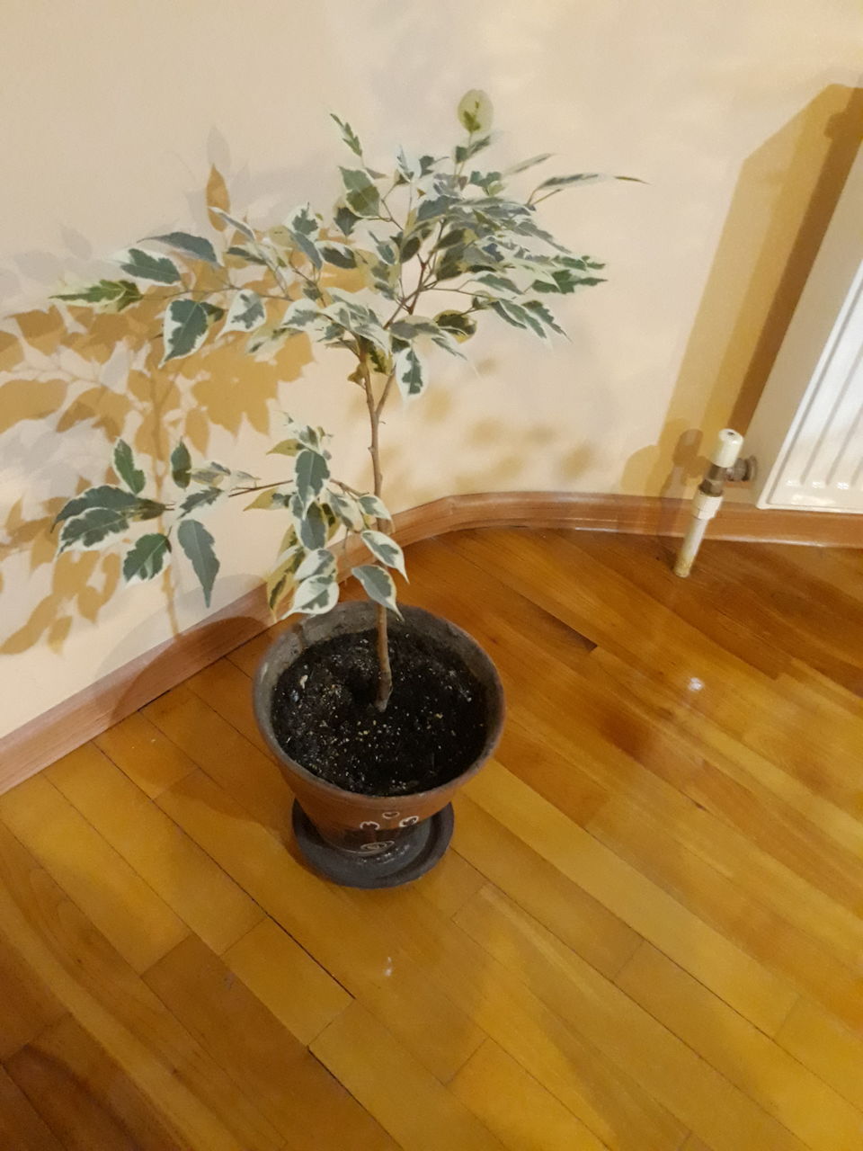 Vind floare de camera