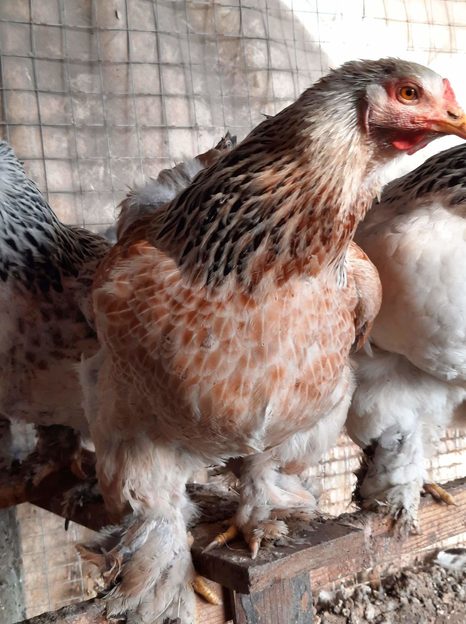 Vind oua de Gaina Brama