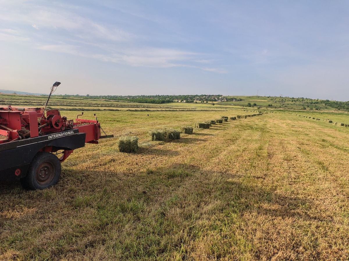 Vind baloți de iarba lucerna 068536050