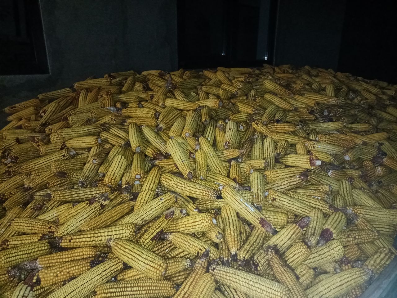 Vind porumb in stiulete