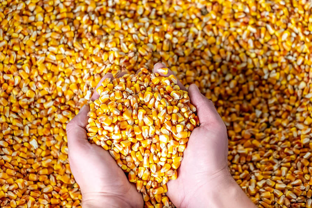 Vindem porumb.Orhei Mirzesti